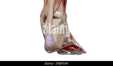 The ankle encompasses the ankle joint, an articulation between the ...