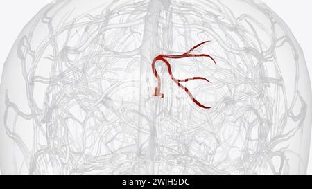 Set of precuneal branches of right pericallosal artery 3d illustration ...