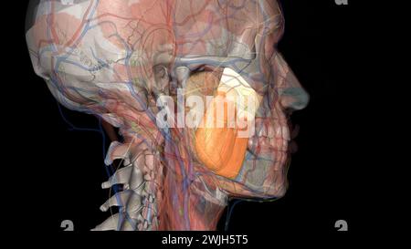 The superficial head alone of the masseter muscle functions by allowing ...
