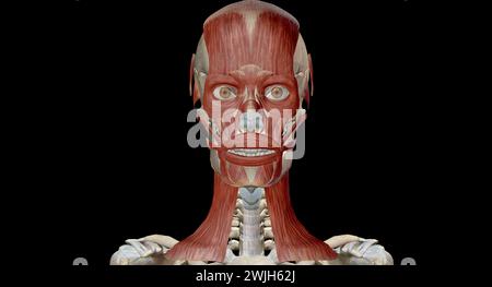 Muscles of the Head and Neck 3D rendering Stock Photo - Alamy