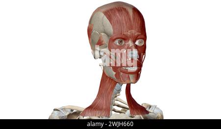 Muscles of the Head and Neck 3D rendering Stock Photo - Alamy