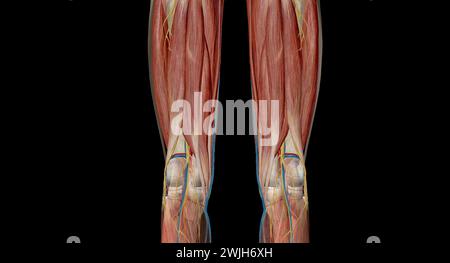 The knee joins the thigh bone (femur) to the shin bone (tibia). 3D ...
