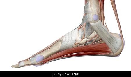 The ankle encompasses the ankle joint, an articulation between the ...