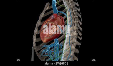 Interstitial fluid is collected by lymph capillaries from the ...
