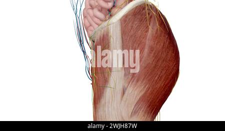 The pelvis is the lower portion of the trunk, located between the ...