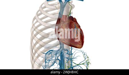 Interstitial fluid is collected by lymph capillaries from the ...