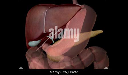 Abdomen: liver, digestive system and intestines, MRI (Magnetic ...