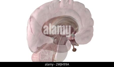 The pituitary gland is a small pea-sized gland that plays a major role ...