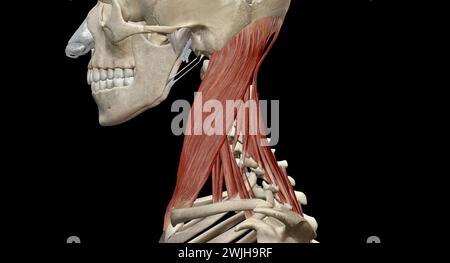 Head rotation is effected by the unilateral action of the ...