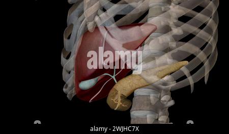 As an endocrine organ, the pancreas secretes the hormones insulin and ...