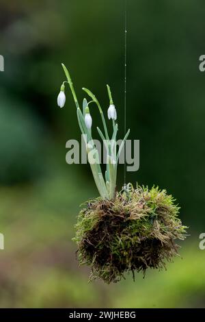 Japanese Snowdrop Kokedama. A hanging snowdrop decoration suspended ...