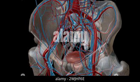 Illustration of the venous system of the female pelvis. This posterior ...