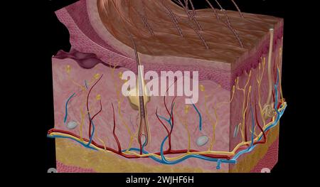 Touch receptors are a subtype of sensory neuron that are located in the ...