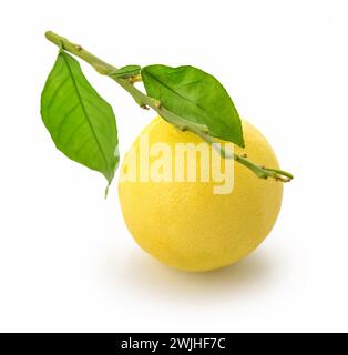 Fresh ripe bergamot orange fruit with leaves isolated on white ...