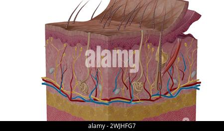 Touch receptors are a subtype of sensory neuron that are located in the ...