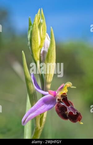 Ophrys x vespertilio (Ophrys apifera × Ophrys bertolonii), Orchidaceae ...