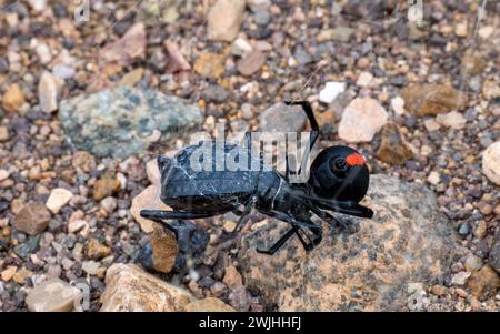 Female Redback Spider eating beetles, Oman Stock Photo - Alamy