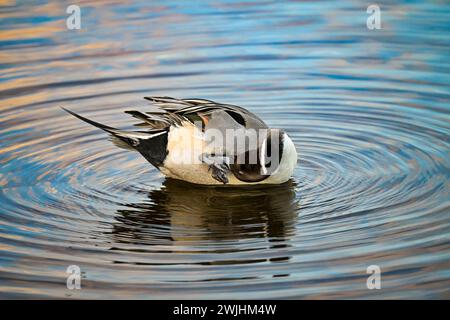 Northern pintail duck preening Stock Photo - Alamy