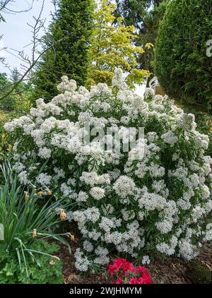 Starleaf (Choisya x dewitteana 'Aztec Pearl' Stock Photo - Alamy