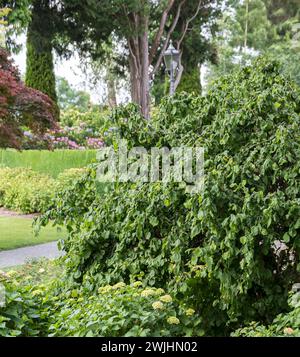 Corkscrew hazelnut (Corylus avellana 'Contorta' Stock Photo - Alamy