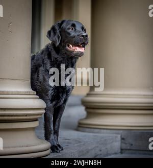 Two adorable black labrador retriever puppy dogs in a white crate on a ...