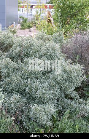 Sea buckthorn (Hippophae rhamnoides 'Hikul' Stock Photo - Alamy
