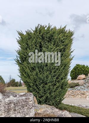Chinese juniper (Juniperus chinensis 'Blaauw', Juniperus chinensis ...