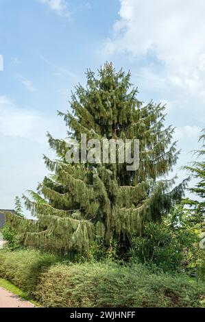 Picea breweriana, Brewer Spruce Tree Picea breweriana "Fruhlingsgold ...