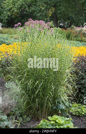 Miscanthus sinensis 'Strictus' porcupine grass Stock Photo - Alamy
