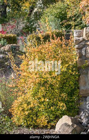 Poncirus trifoliata - trifoliate orange bush blossoming Stock Photo - Alamy