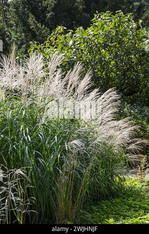 Chinese reed (Miscanthus sinensis 'Silberfeder' Stock Photo - Alamy