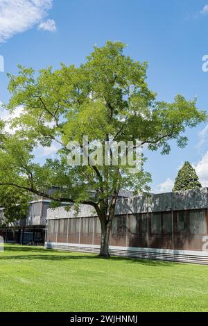 Federal Constitutional Court, string tree (Sophora japonica Stock Photo ...