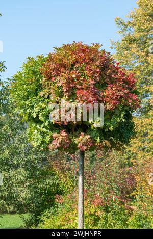 Ball swamp oak (Quercus palustris 'Green Dwarf' Stock Photo - Alamy
