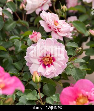 Rose (Rosa persica Stock Photo - Alamy
