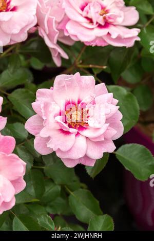 Rose (Rosa persica Stock Photo - Alamy