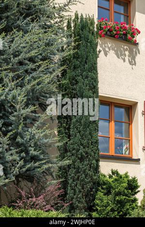 Columnar yew (Taxus baccata 'Fastigiata Aureomarginata'), (Berberis ...