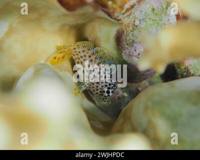 Leopard combtooth (Exallias brevis), bonefish, dive site House Reef ...