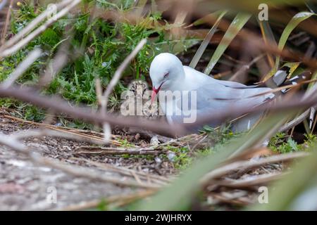 Gulls (Larinae), Otago Peninsula, New Zealand Stock Photo - Alamy