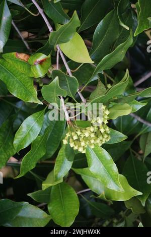 Clove flower on the tree. Also called cengkih, cengkeh, Syzygium ...