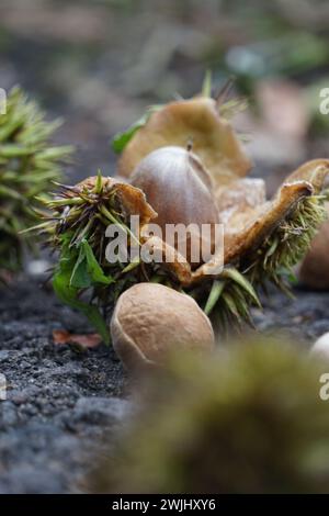 Castanea mollissima (Chinese chestnut, sarangan, berangan, Saninten ...