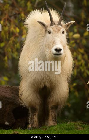 Mountain goat (Oreamnos americanus), Oregon Zoo, Washington Park ...