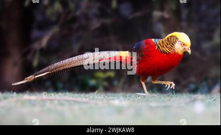 Golden Pheasant. China's unique ornamental bird. Chinese pheasant ...