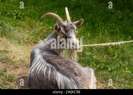 Grey goat portrait on grass background. Horned goat grazing on a green ...