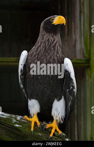 Adult Steller's sea eagle. Halyaetus pelagicus is the largest ...