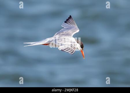 Arctic Tern, Heybridge Basin, Essex, UK Stock Photo - Alamy