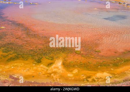 Extremophile archaea and cyanobacteria on a hydrothermal water in Tatio ...