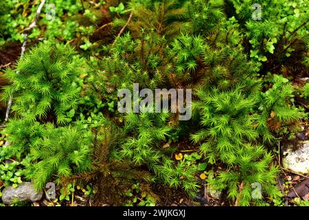 Giant moss (Dendroligotrichum dendroides) is a moss native to southern ...