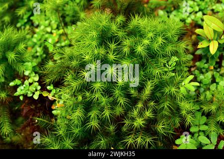 Giant moss (Dendroligotrichum dendroides) is a moss native to southern ...