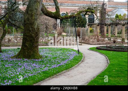 Blooming crocus flowers under the trees at the botanical garden of ...