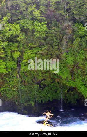 Valdivian temperate forest and Fuy River. Huilo-Huilo Biological ...